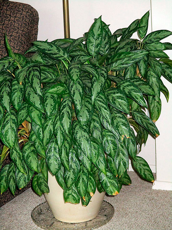 GONE GARDENIN’ — Silver Queen plants easy to care for – Brandon Sun