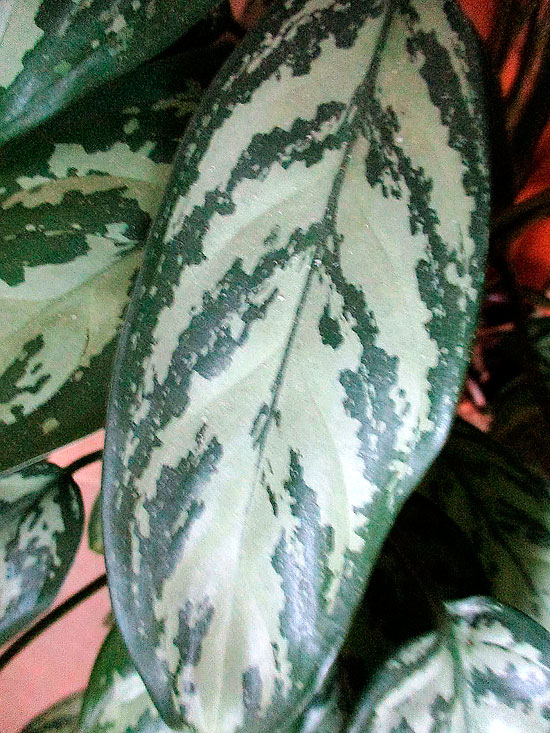 GONE GARDENIN’ — Silver Queen plants easy to care for – Brandon Sun