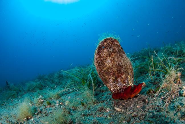 New parasite decimates giant clam species in Mediterranean – Brandon Sun