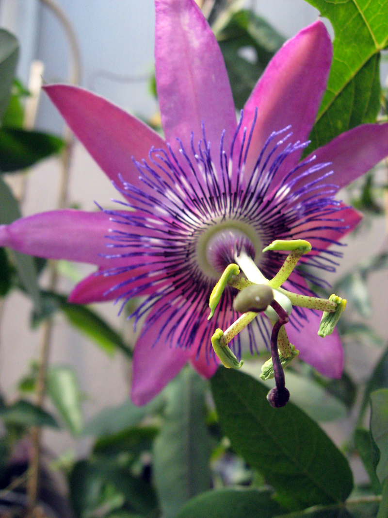 Gone Gardenin’ – Stunning passion flower rife with Easter symbolism ...