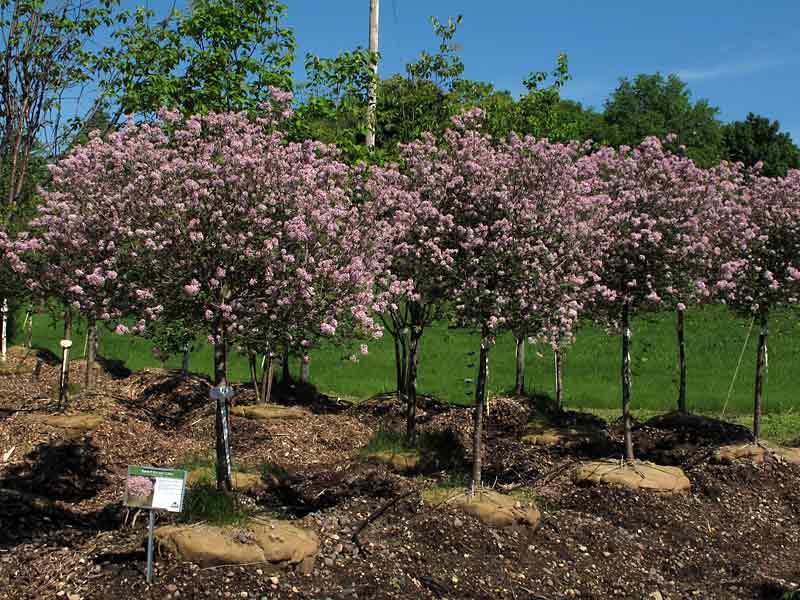 Gone Gardenin’: Top-grafted and tree-form plants hardy and beautiful ...