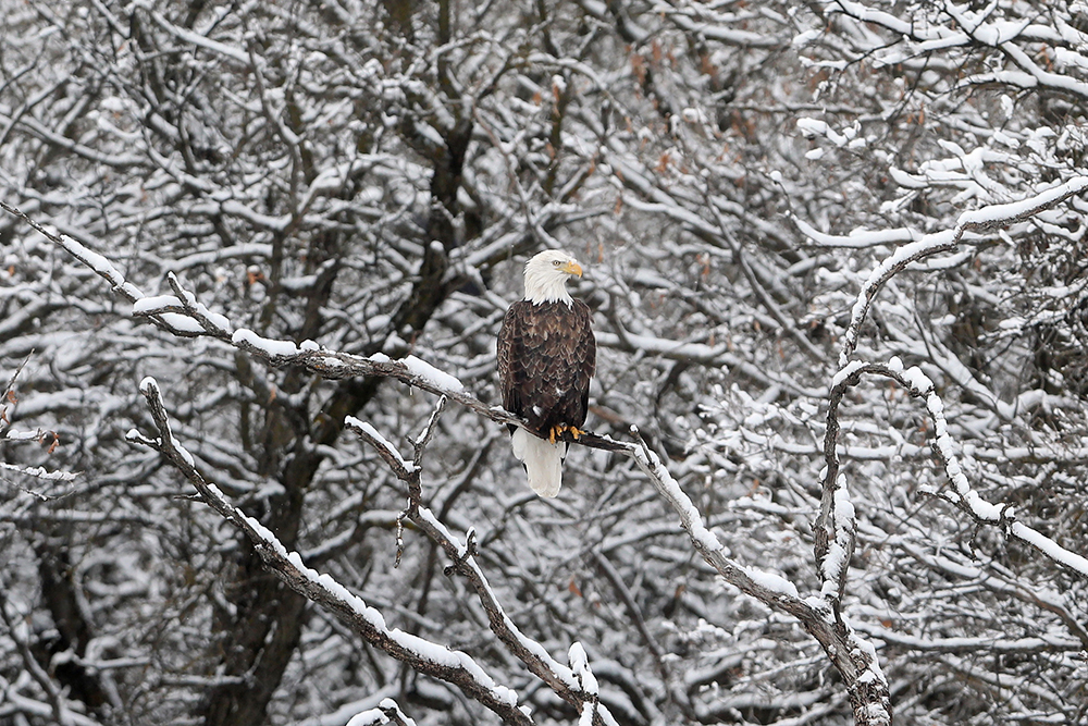 SIMPLY THE BEST — Photojournalist Tim Smith’s best of 2019 – Brandon Sun