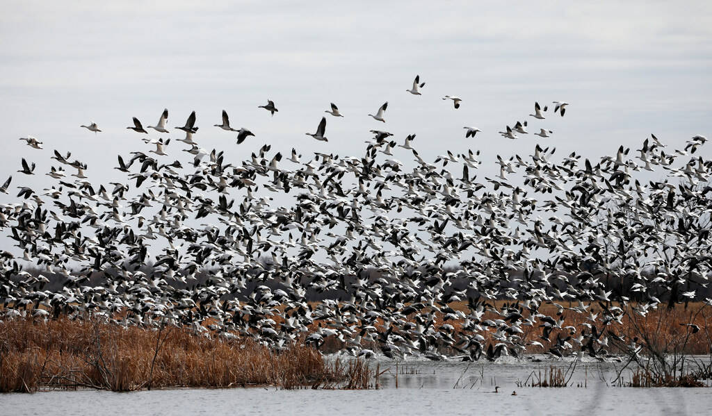 Ducks Unlimited surpasses conservation goals – Brandon Sun