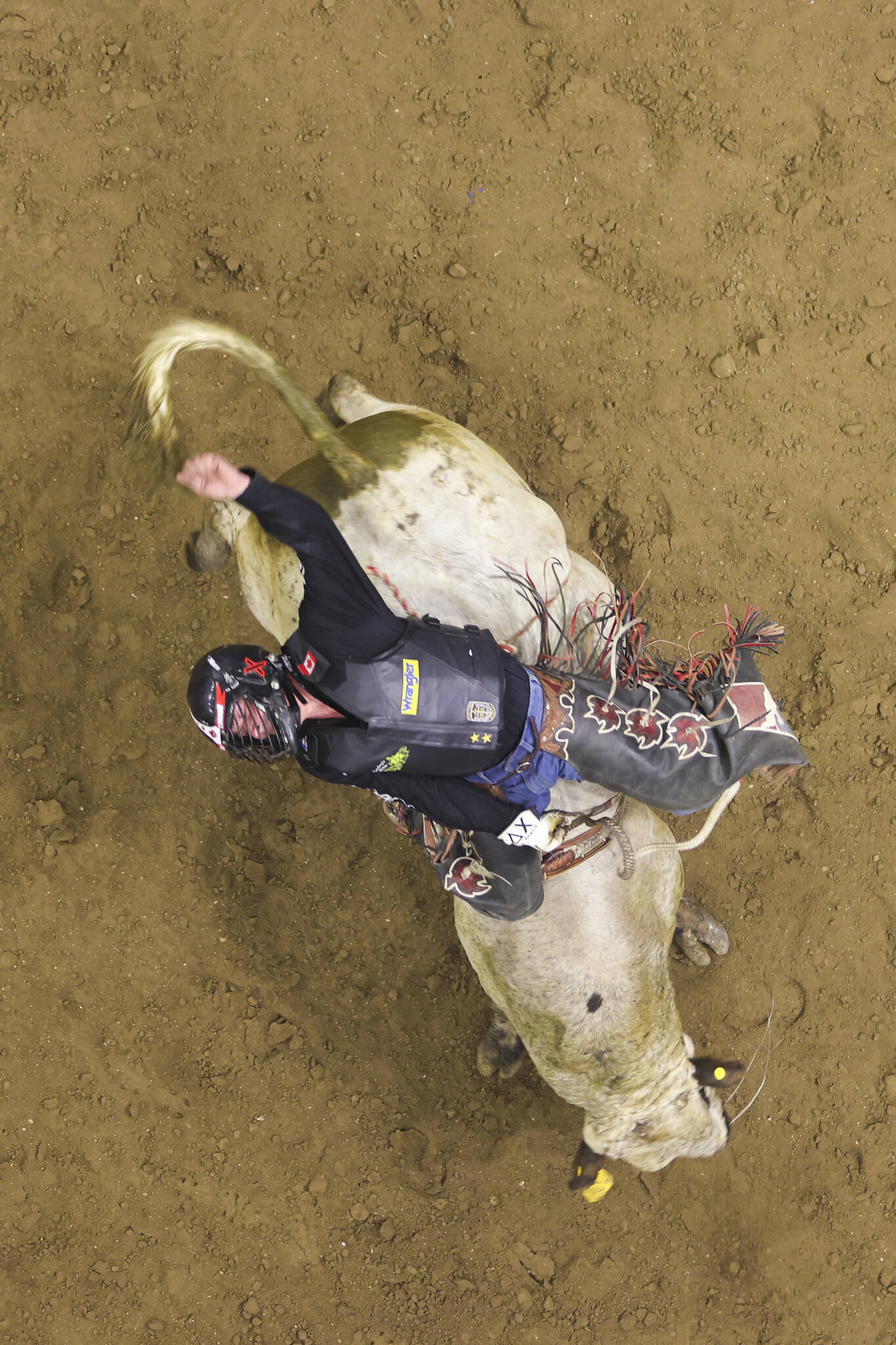 Lambert returns to where his love for bull riding began – Brandon Sun