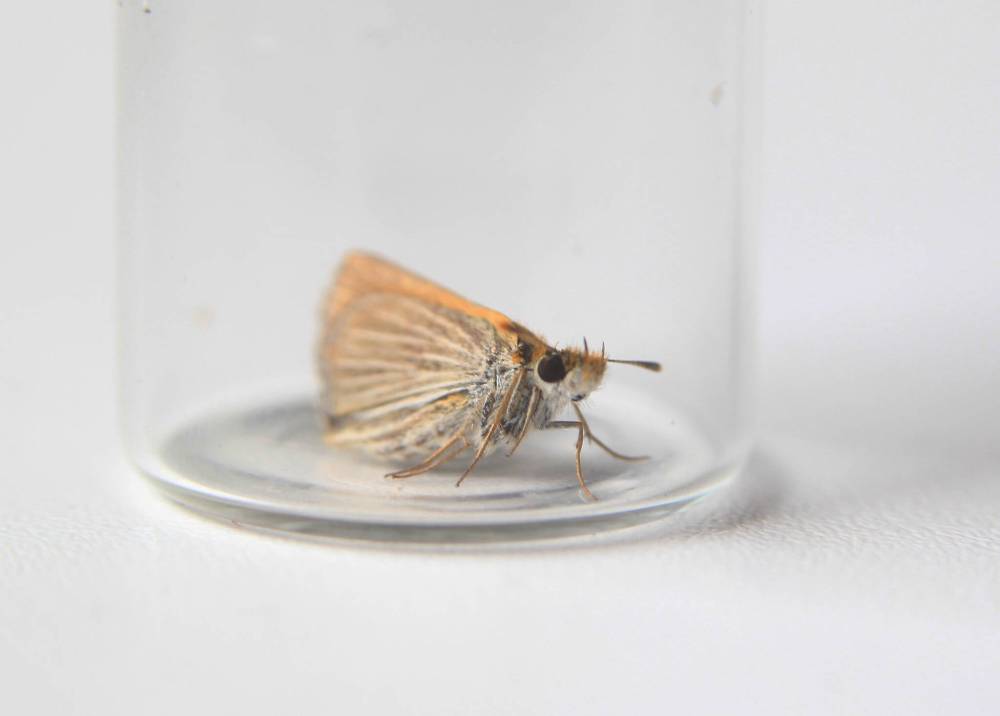 Rare butterflies released into preserve – Brandon Sun