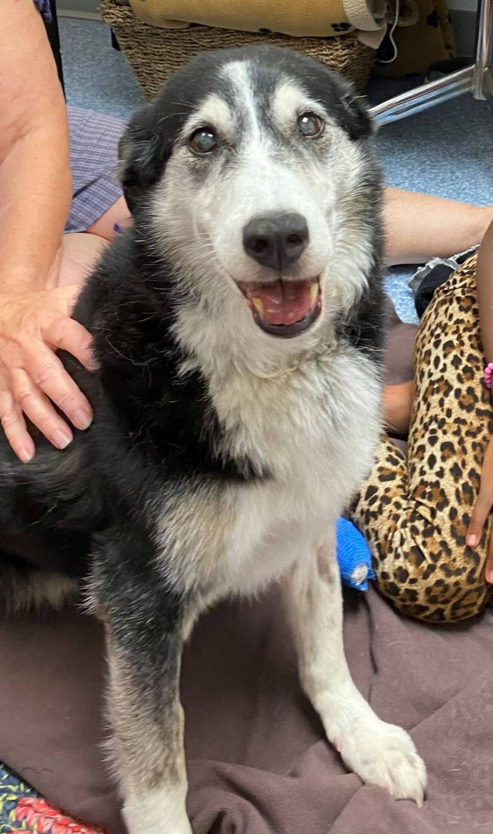 Dog euthanized after attack – Brandon Sun