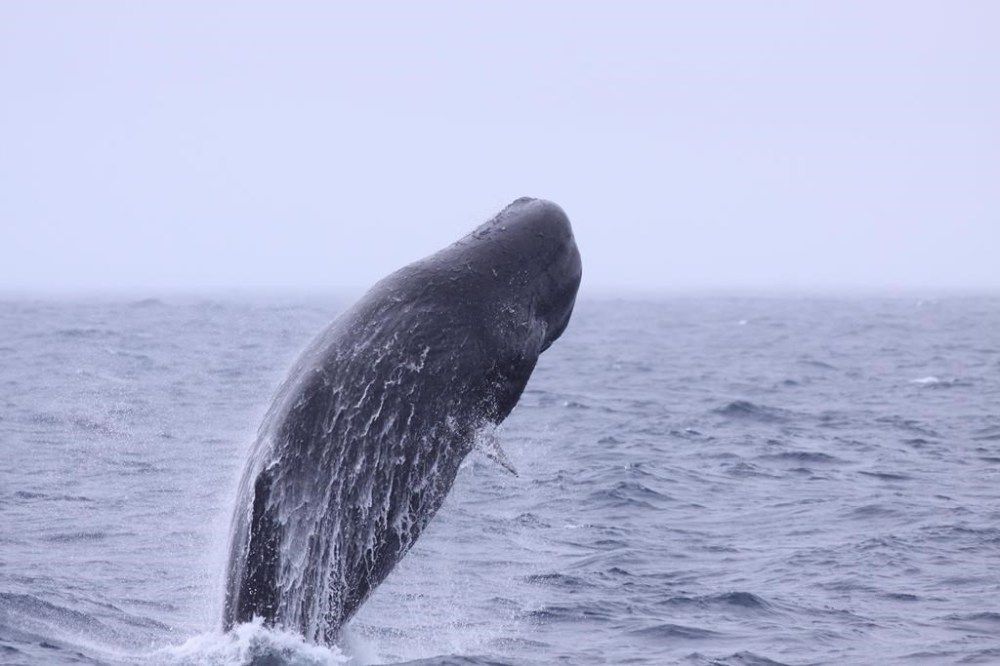 Sperm whales’ clicking dialects are evidence of ‘non-human culture ...