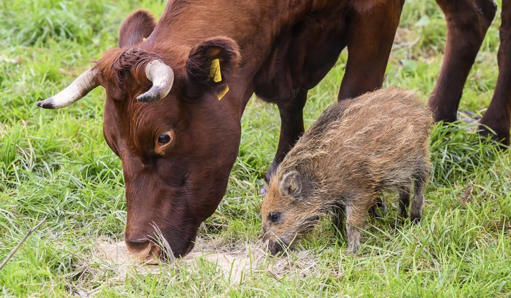 Herd the news? Wild boar piglet adopted by cows – Brandon Sun