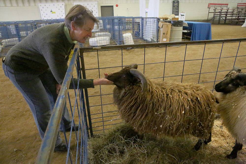 Sheep among highlights at Ag Ex – Brandon Sun