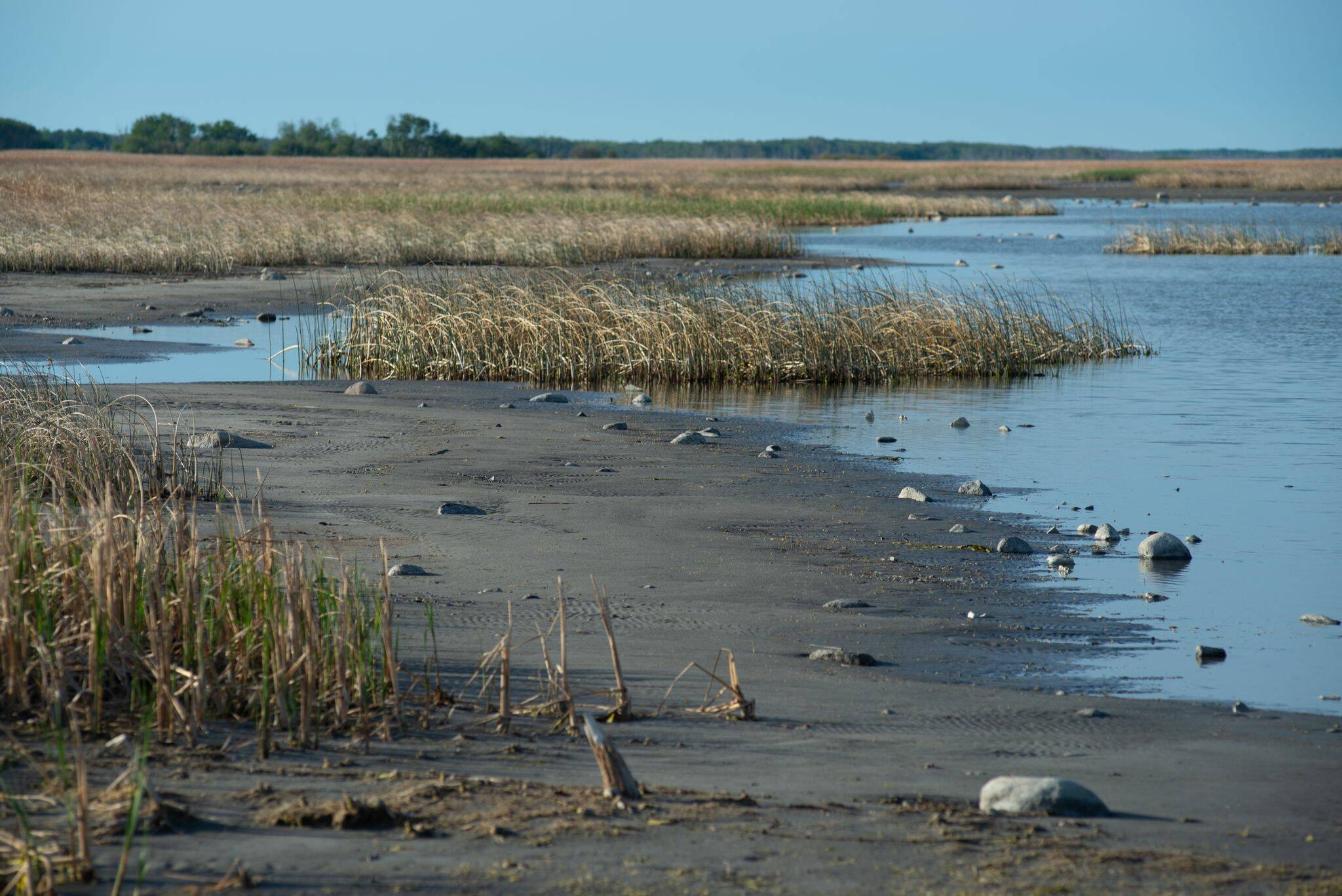Tall grass prairie patch protected – Brandon Sun
