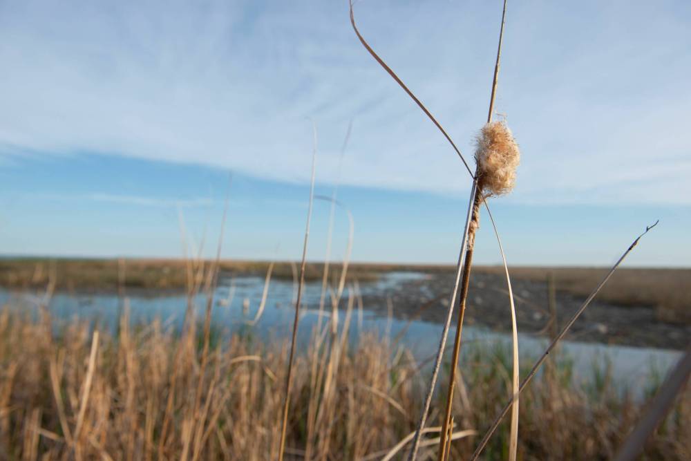 Tall grass prairie patch protected – Brandon Sun