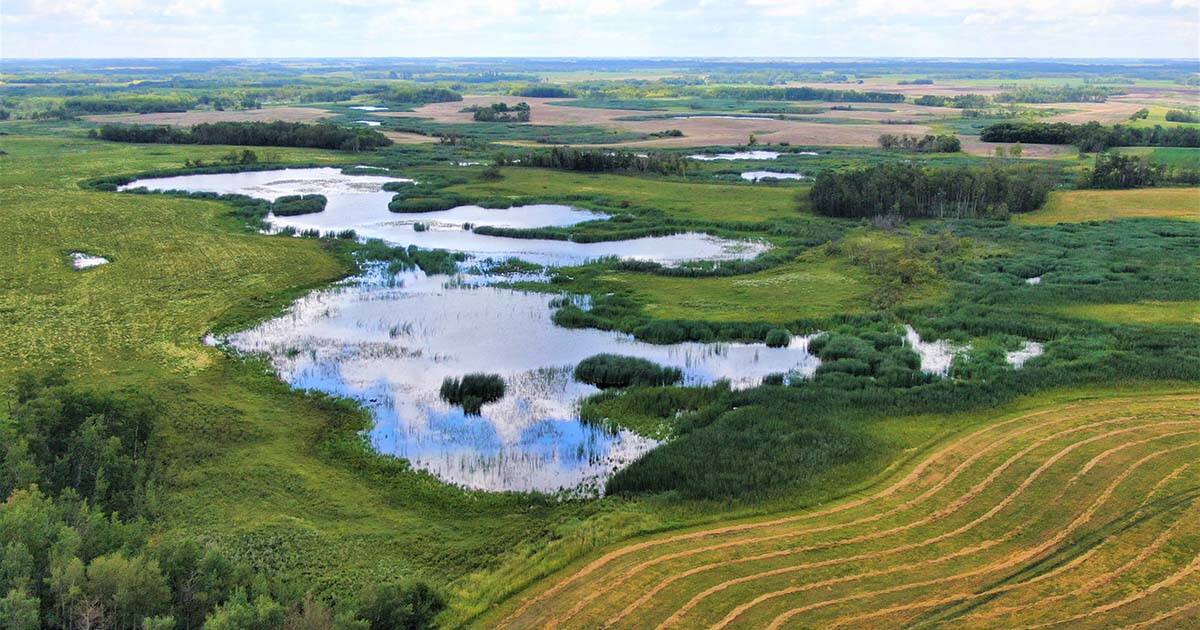 Incentives push producers to conserve wetlands – Brandon Sun