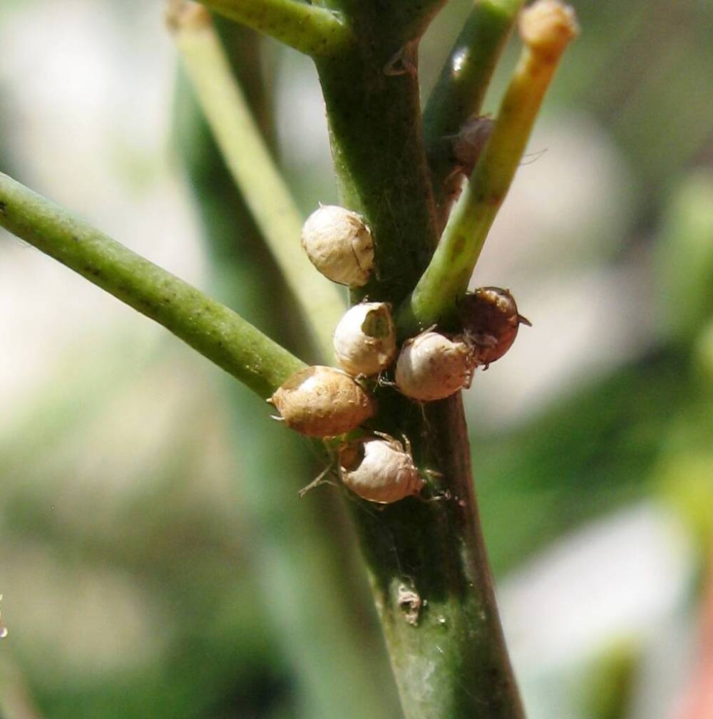 Creepy crawlies relieve crops of other pests – Brandon Sun