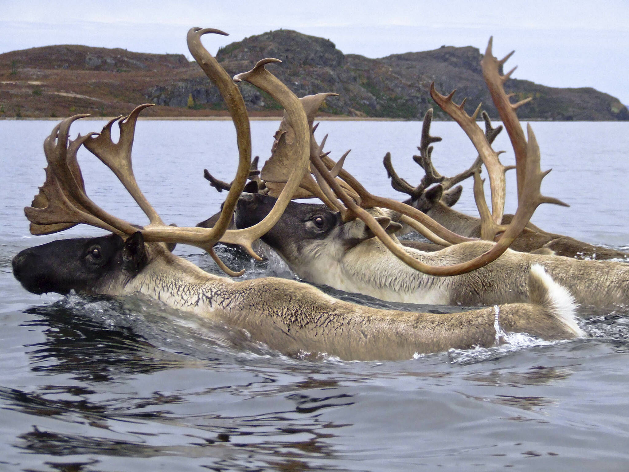 Manitoba, Ottawa ink deal to protect caribou – Brandon Sun