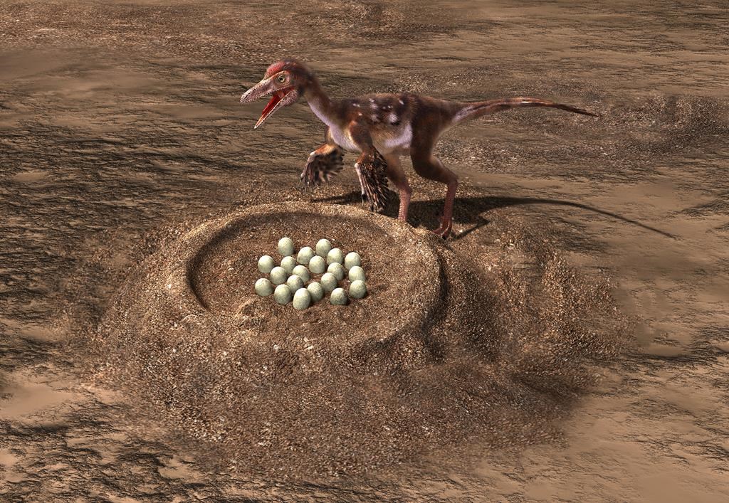 Dinosaur species laid eggs like reptiles, brooded like birds, new study ...