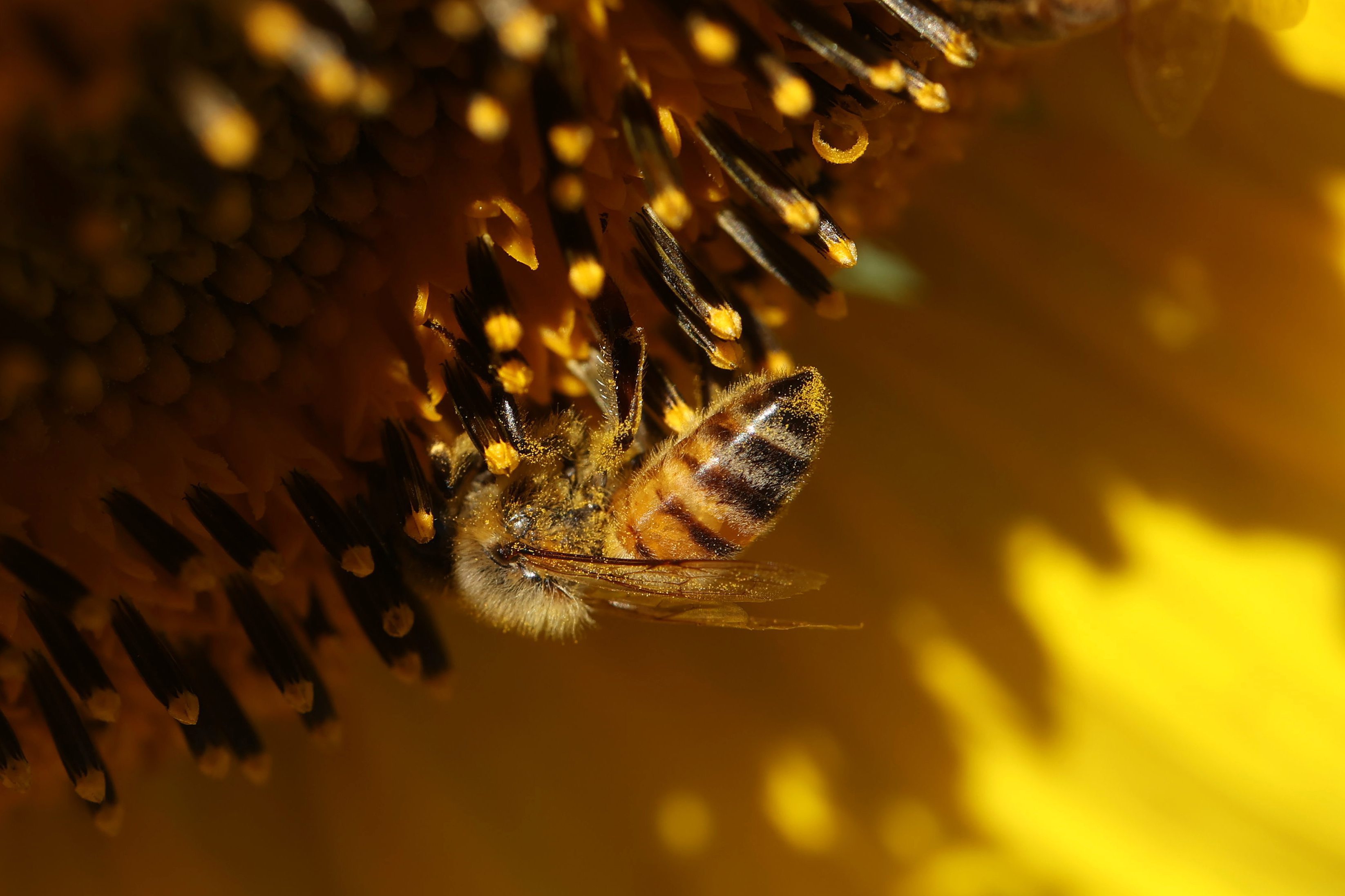 Help sought for pollinator garden – Brandon Sun