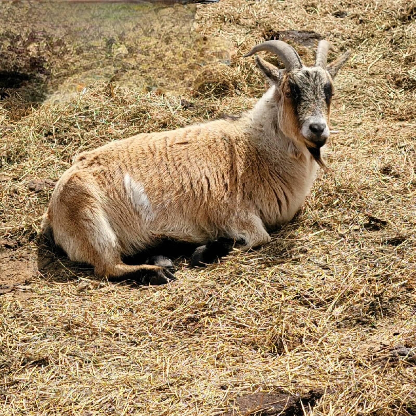 McCreary petting zoo draws world travellers – Brandon Sun