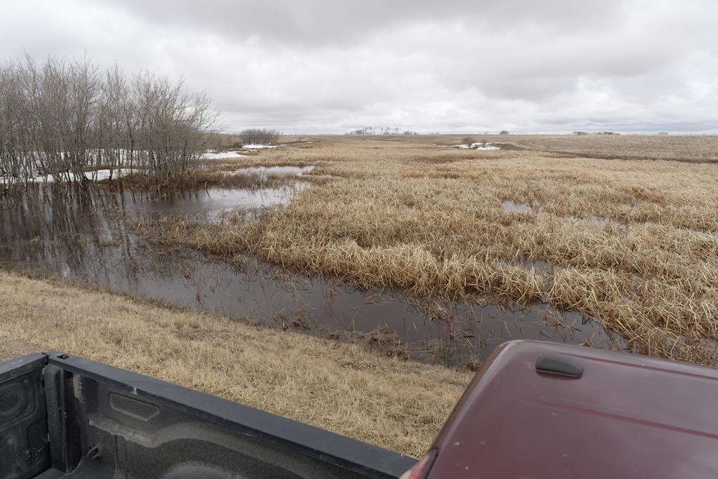 ‘We need wetlands’: Saskatchewan environmental groups concerned over ...