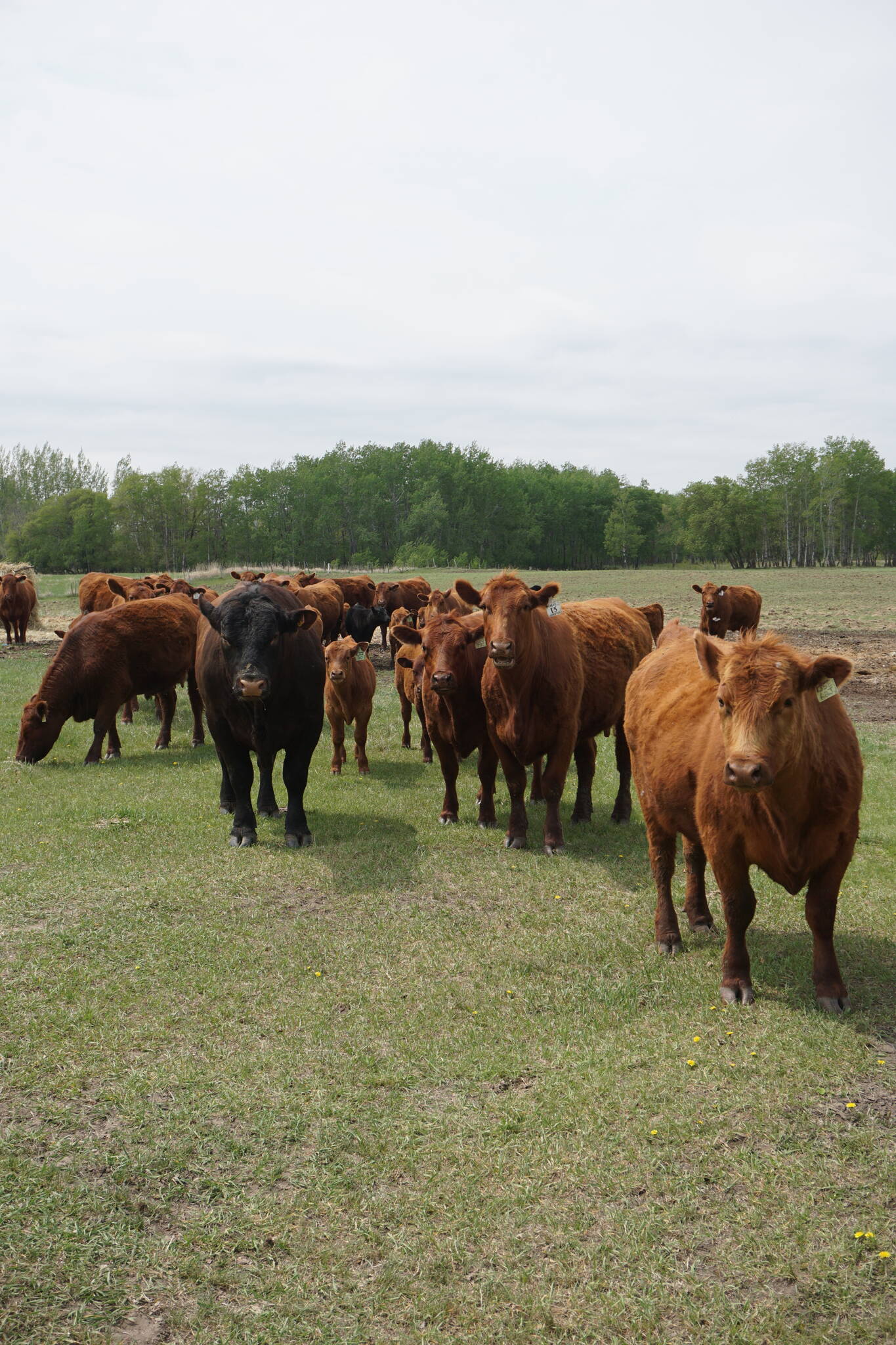 Program connects producers, grazing experts – Brandon Sun