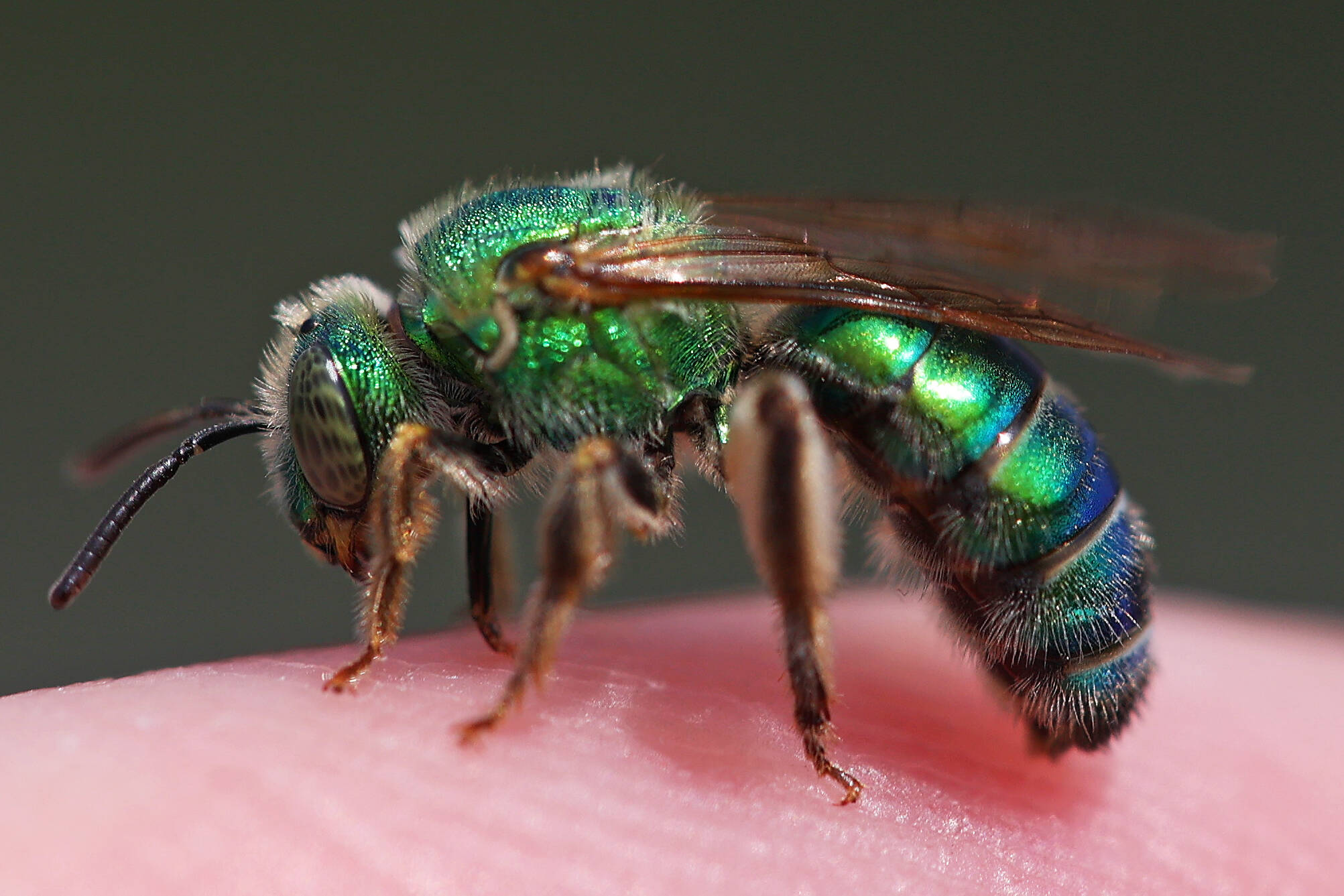 Bright bee – Brandon Sun