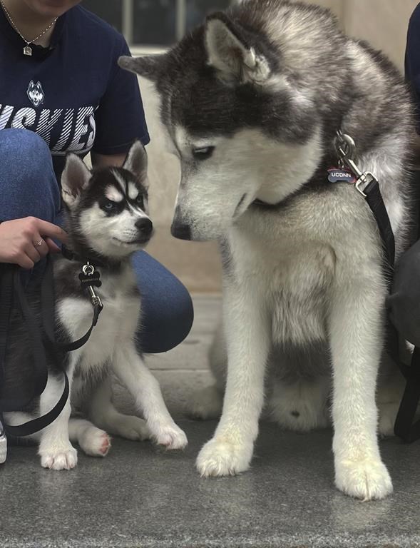 UConn introduces Siberian husky pup Jonathan XV as the school’s next ...