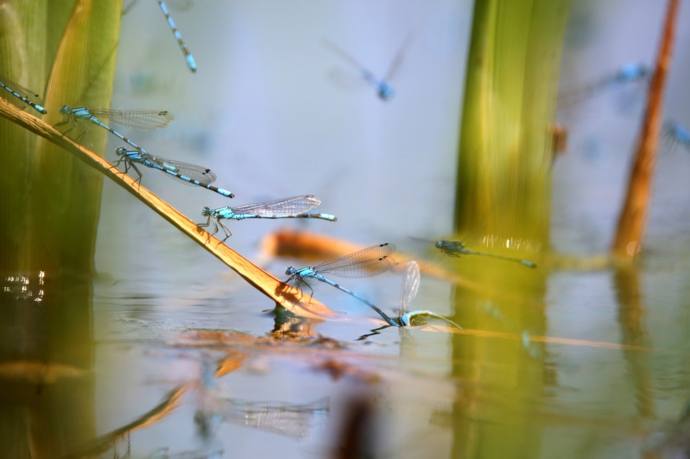 Marsh Bluets abundant at Lake Clementi – Brandon Sun