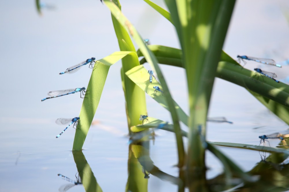 Marsh Bluets abundant at Lake Clementi – Brandon Sun