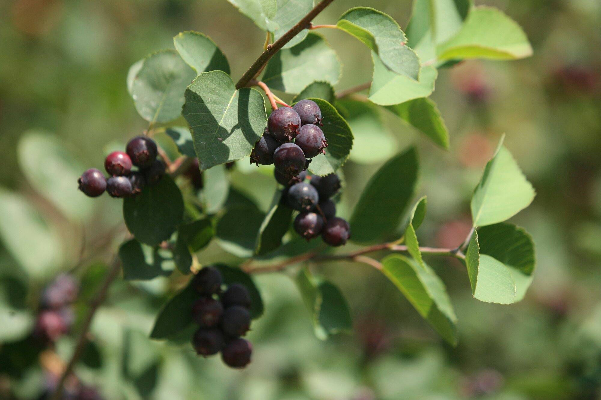 Fruit farmers having ‘berry’ good year – Brandon Sun