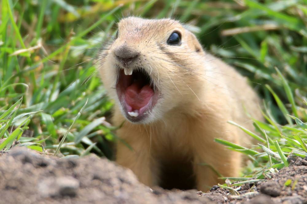 Big Backyard BioBlitz returns to Brandon – Brandon Sun