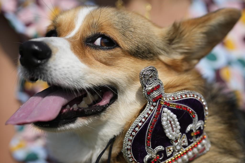 Corgis parade outside Buckingham Palace to remember Queen Elizabeth II ...