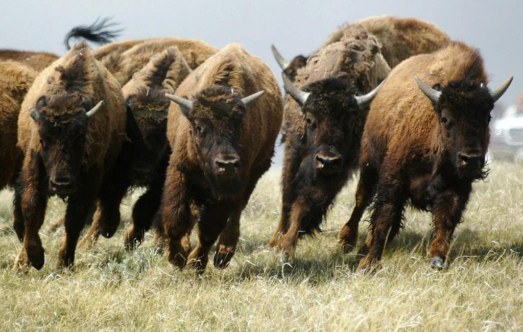 Loss of bison herds still affecting Plains First Nations, research ...