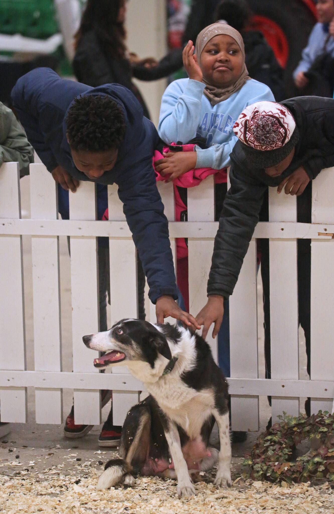 Sheep’s best friend – Brandon Sun