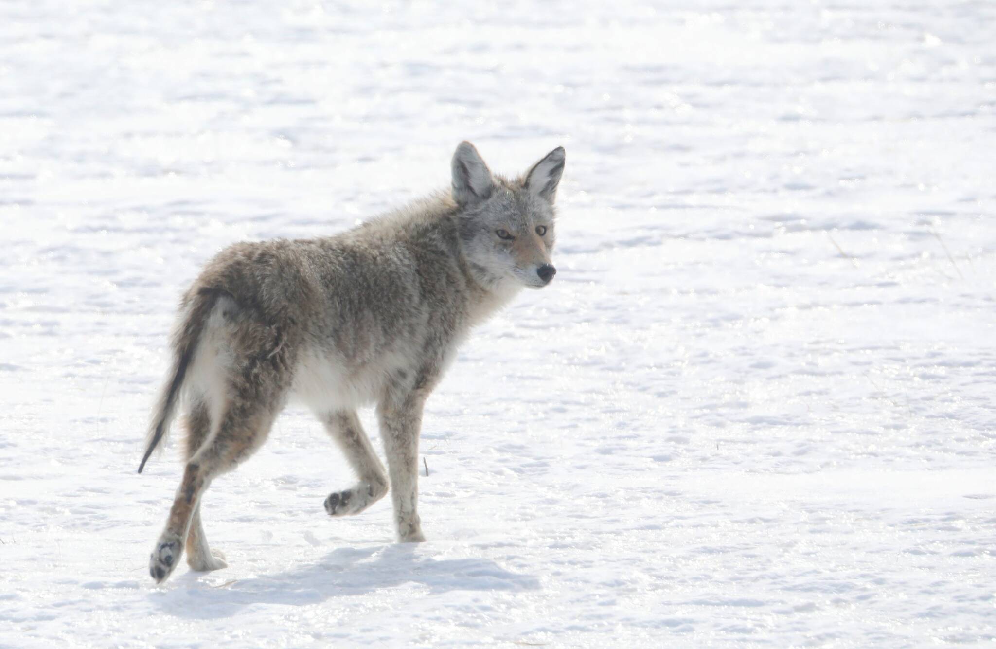 Coyotes spotted skulking around Neepawa – Brandon Sun