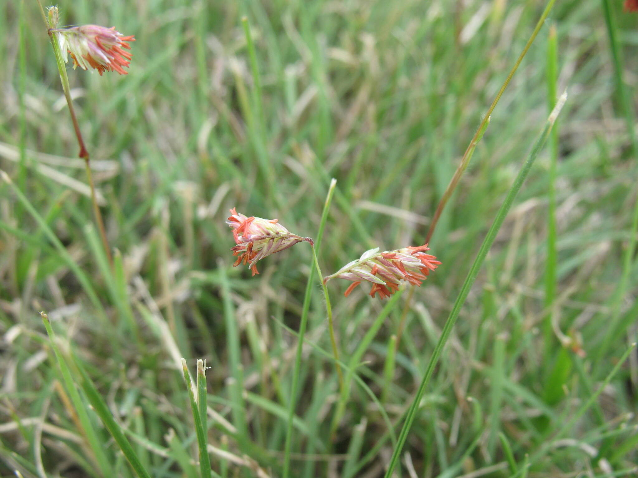 Indigenous-led conservation area receives funding – Brandon Sun