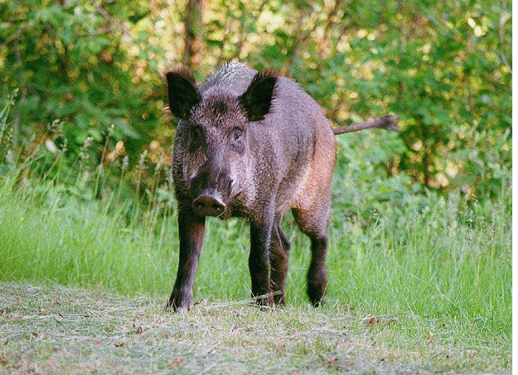 Wild pigs not spreading from Manitoba – Brandon Sun