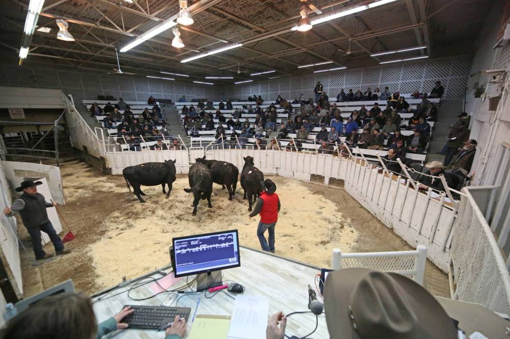 Life changes: Minnedosa cattleman sells off herd – Brandon Sun