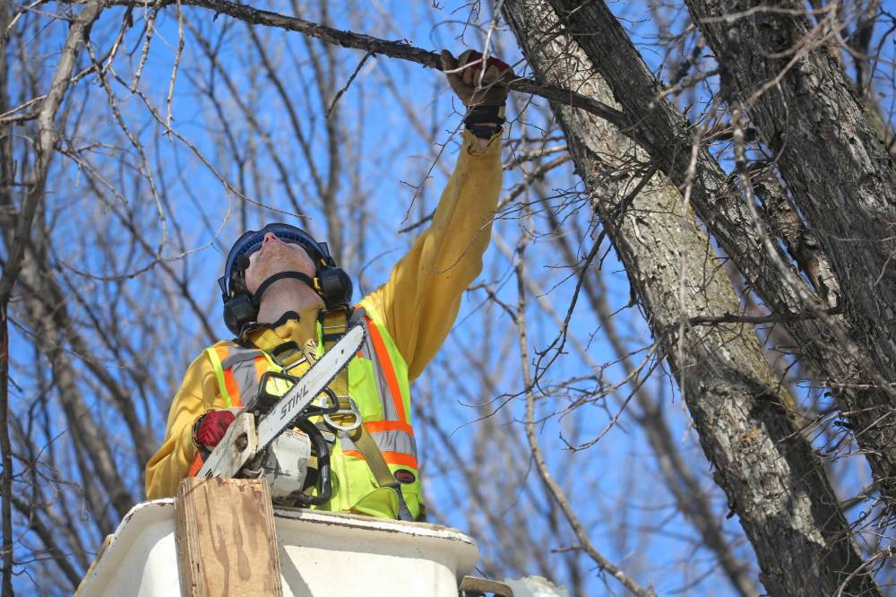 Crews mobilize before deadline to prune elms – Brandon Sun