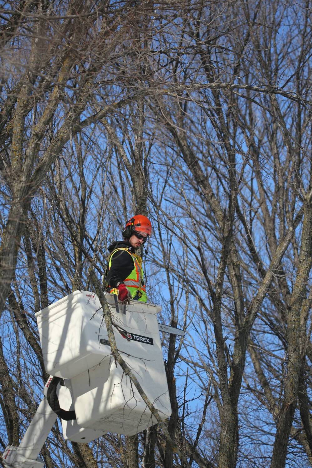 Crews mobilize before deadline to prune elms – Brandon Sun