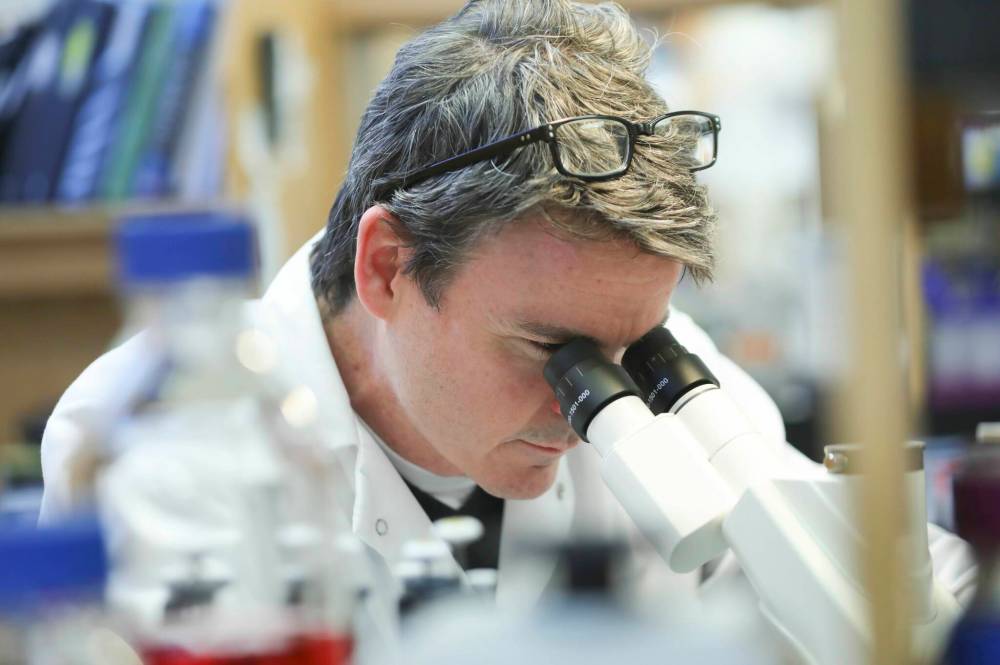 Scientists make inroads in study of swine virus – Brandon Sun