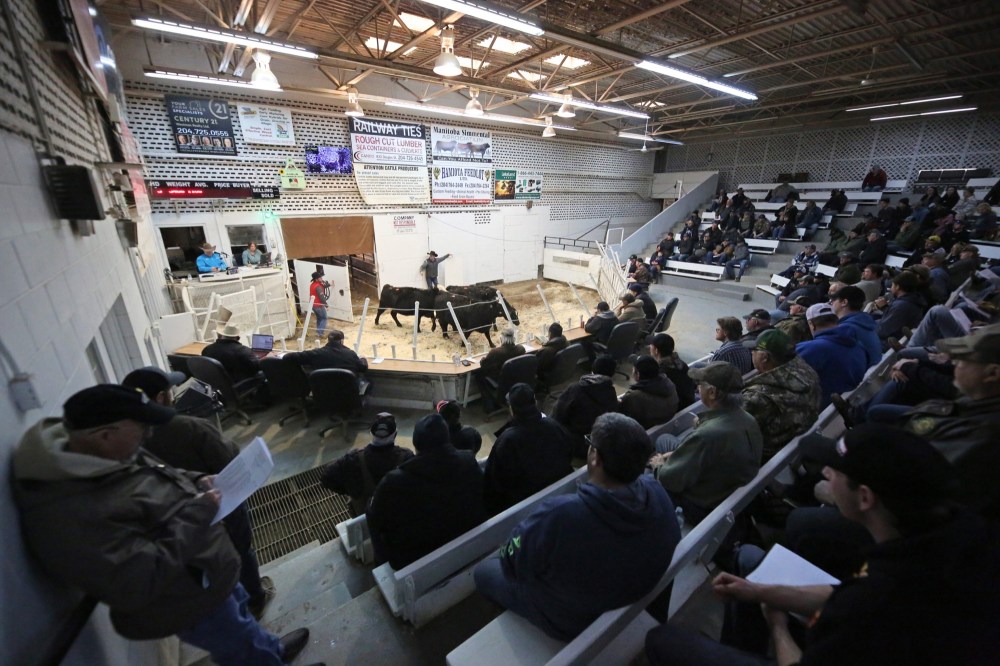 Life changes: Minnedosa cattleman sells off herd – Brandon Sun