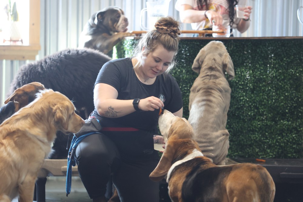 Canines flock to St. Paddy’s ‘dog pub’ – Brandon Sun