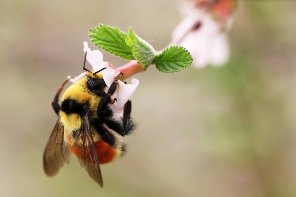 Bee kind to bees – Brandon Sun