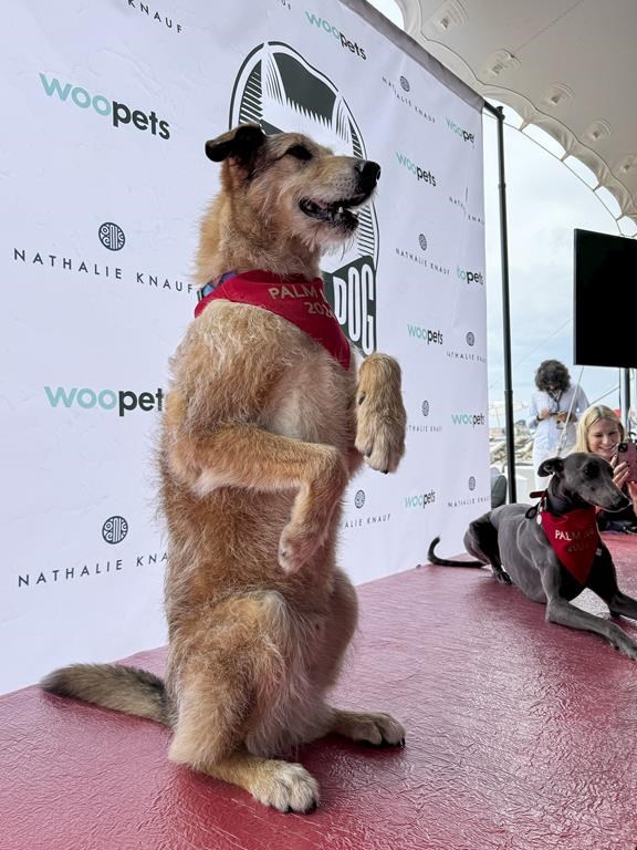 Palm Dog: Kodi, star of ‘Dog on Trial,’ is the top dog of Cannes ...