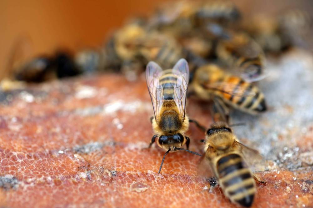 ‘Bee-U’ project aiming to double honey production – Brandon Sun