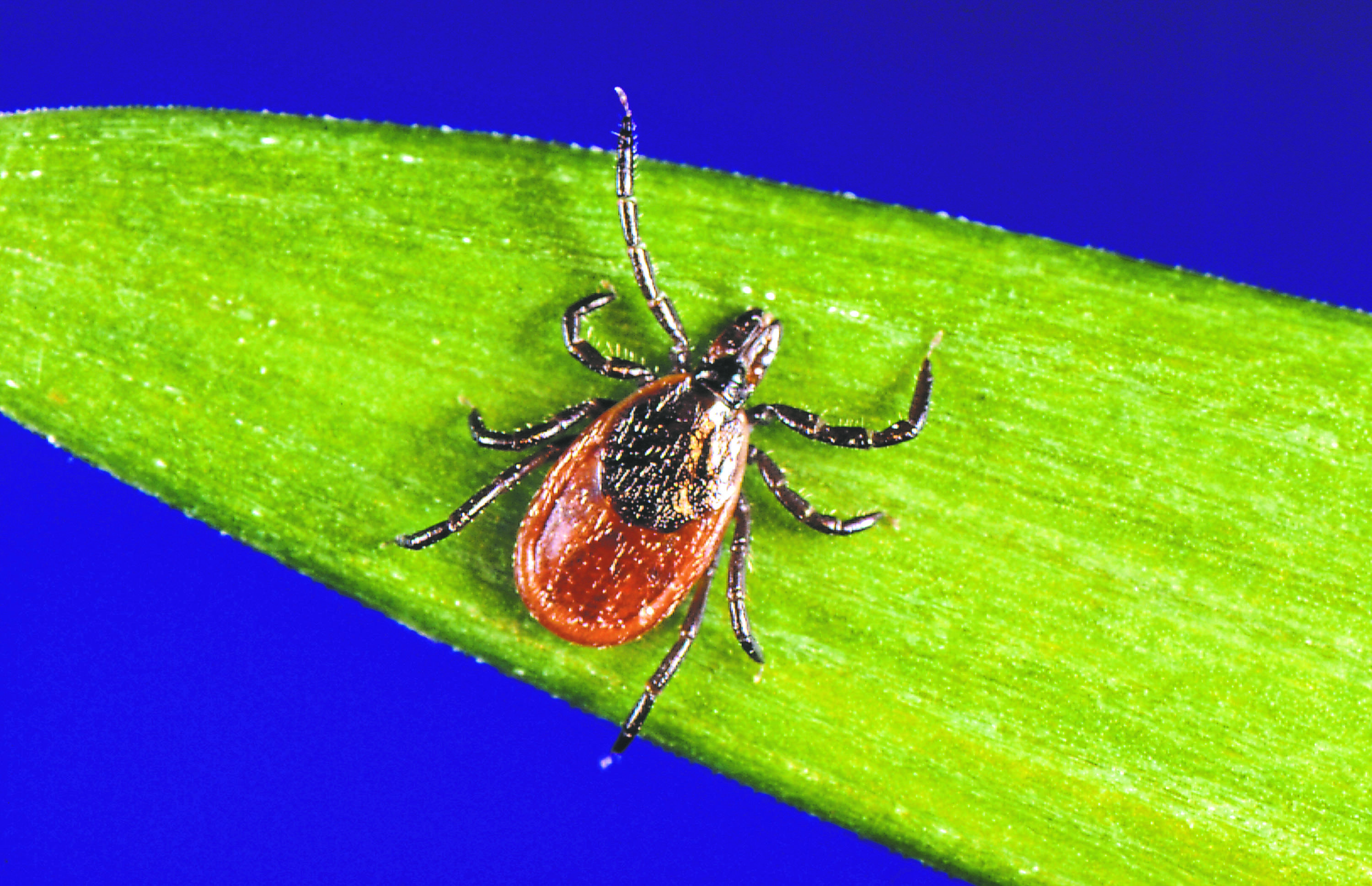 Mild winter sets stage for longer tick season – Brandon Sun