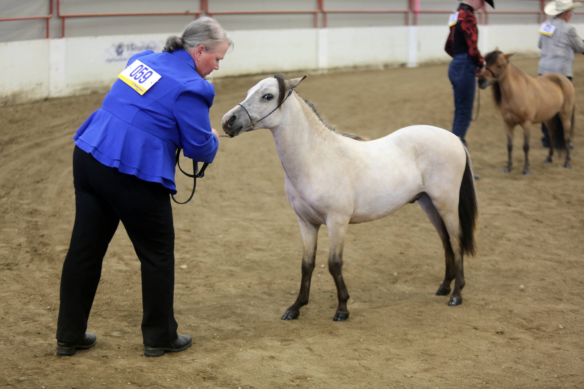 Mini horses, big hearts at small equine show – Brandon Sun