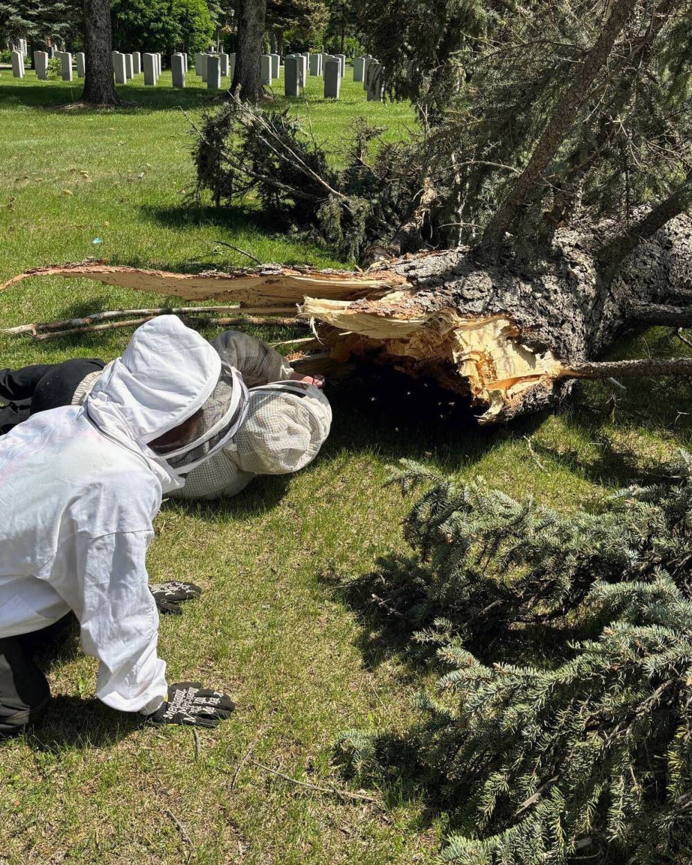 City, bee lover team up for hive rescue – Brandon Sun