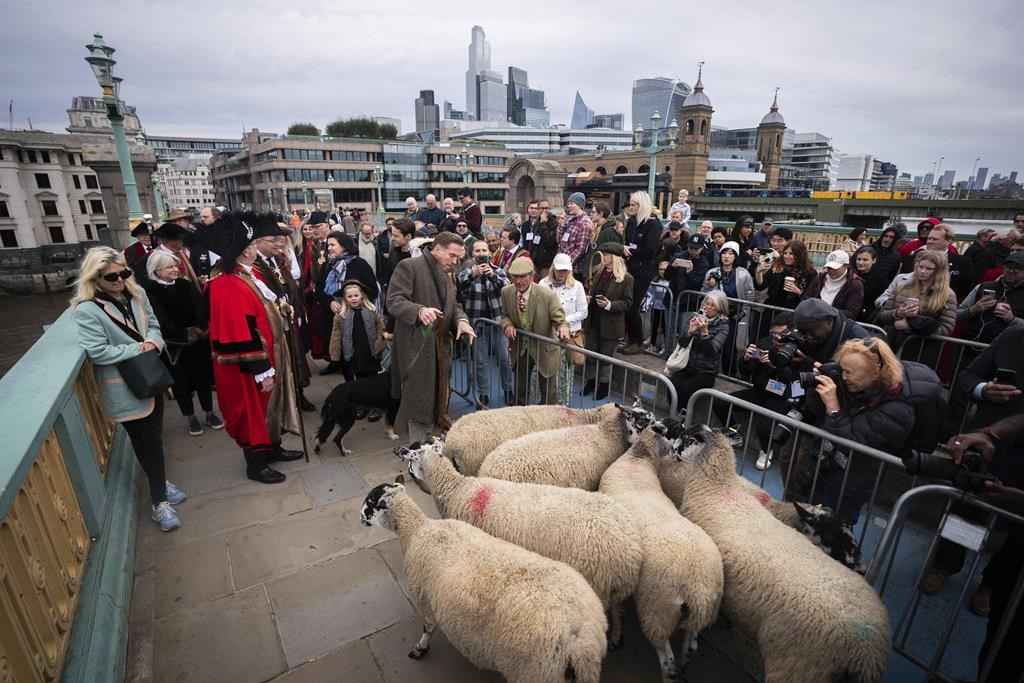 Damian Lewis herds sheep over a London bridge in homage to a medieval ...