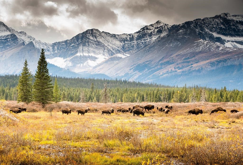 Three bison harvested in Indigenous-led Banff National Park ceremonial ...