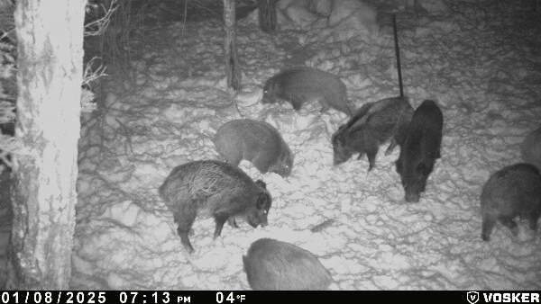 Wild hog captures up thanks to Squeal on Pigs – Brandon Sun